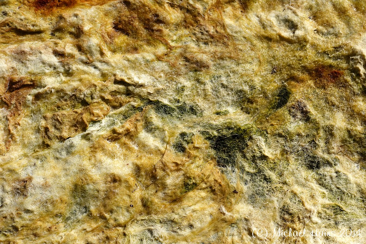 Textures of the Australian bush – wetlands | The Doc's Blog