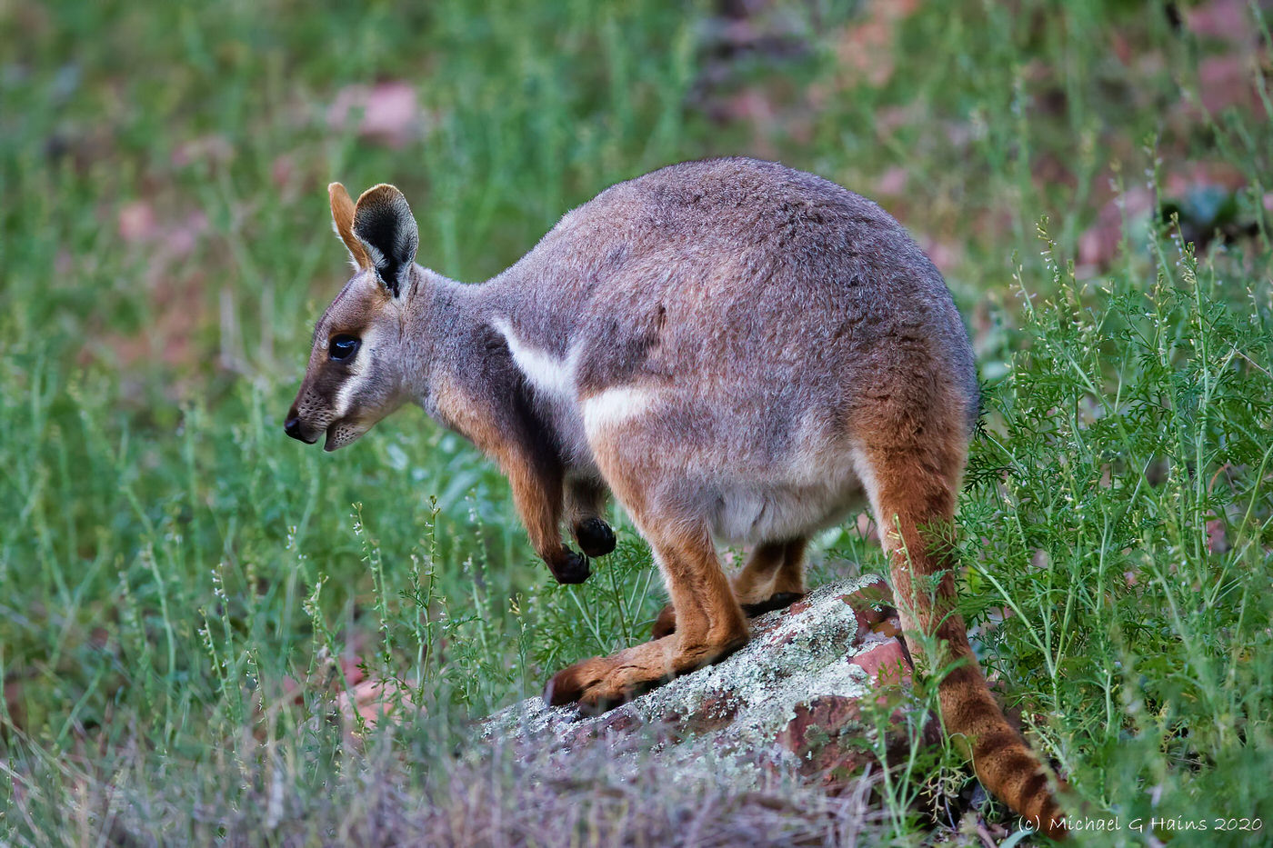 Yellow-footed Rock Wallaby | The Doc's Blog