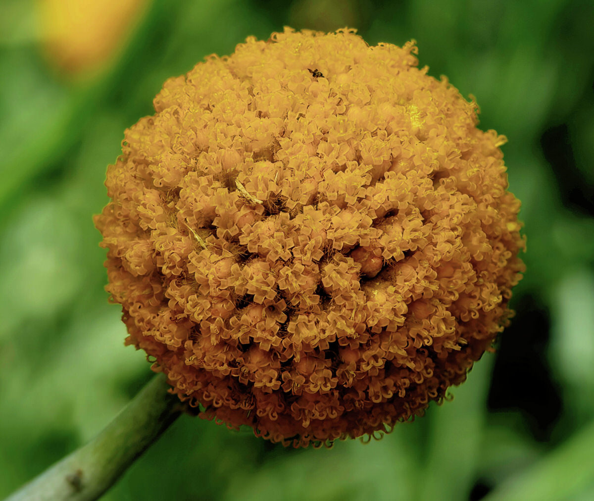 Pycnosorus globosus – flowers | The Doc's Blog